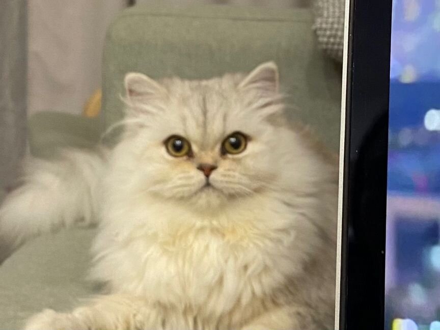 В поиске кота на вязку