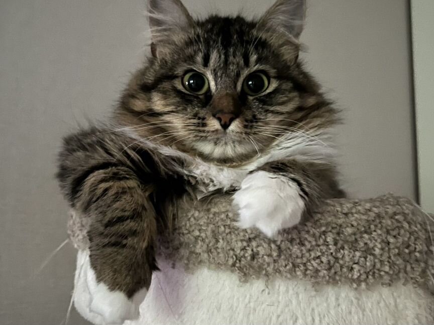 Кошечка Жозефина
