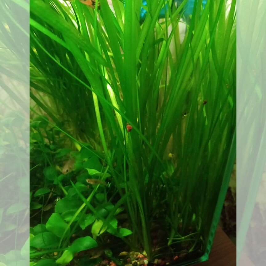 Валиснерия гигантская