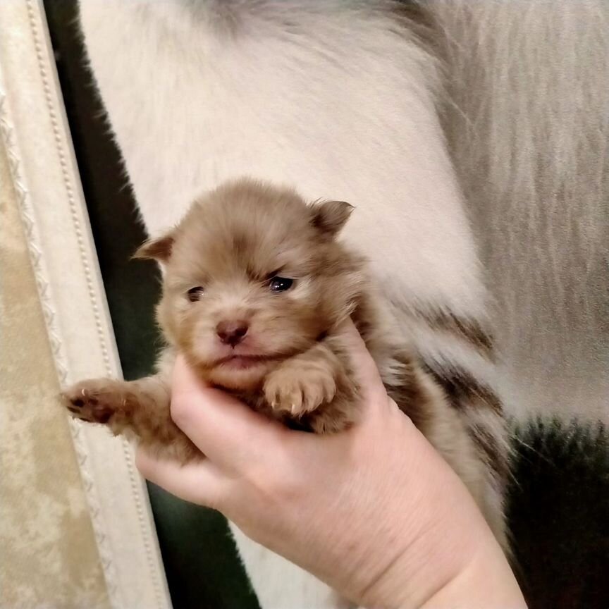 Померанский шпиц
