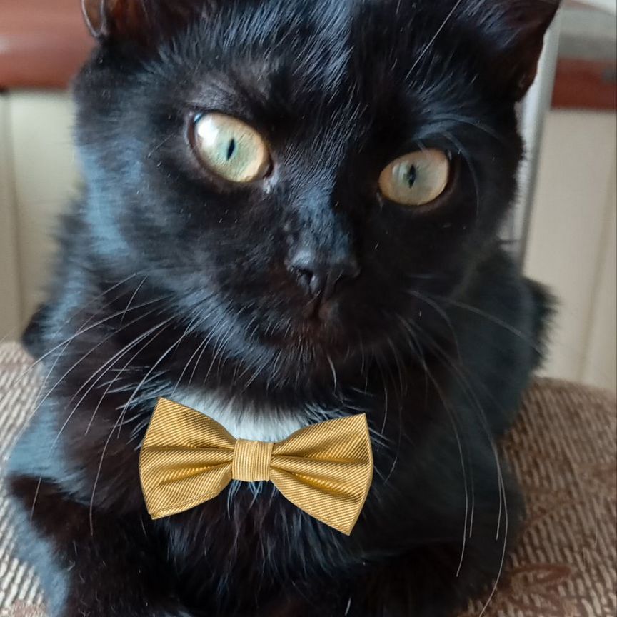 Интеллектуал, умняшечка и ласкунчик