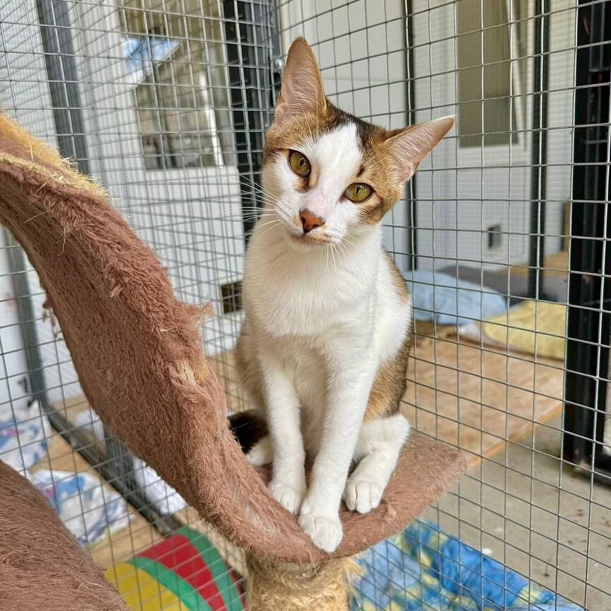 Кошка ищет дом