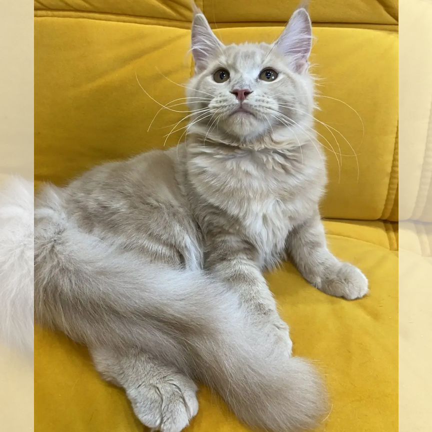 Мейн-кун котёнок