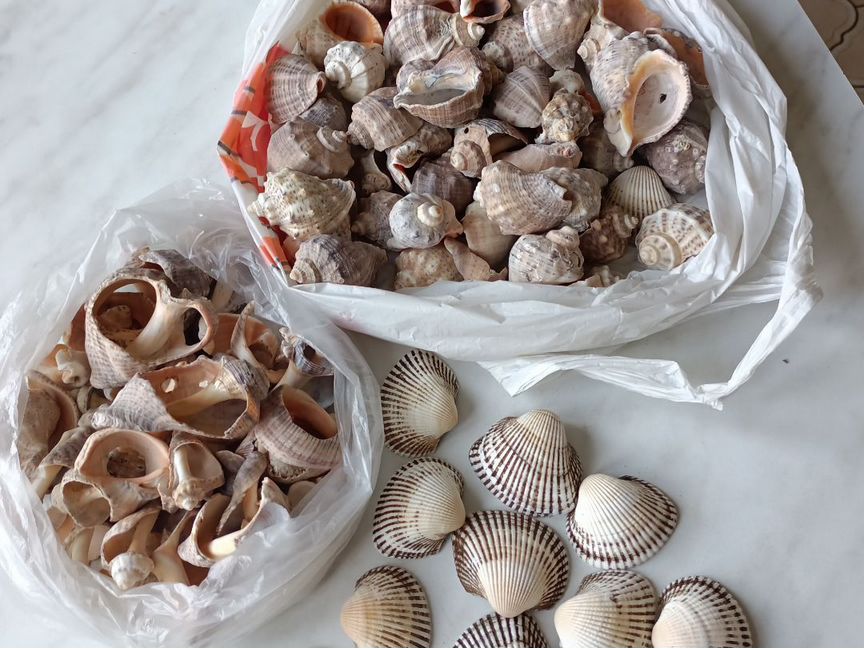 Морские ракушки для аквариума