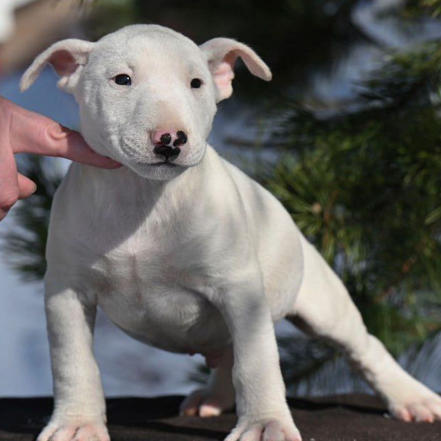 Мини-бультерьер, щенок