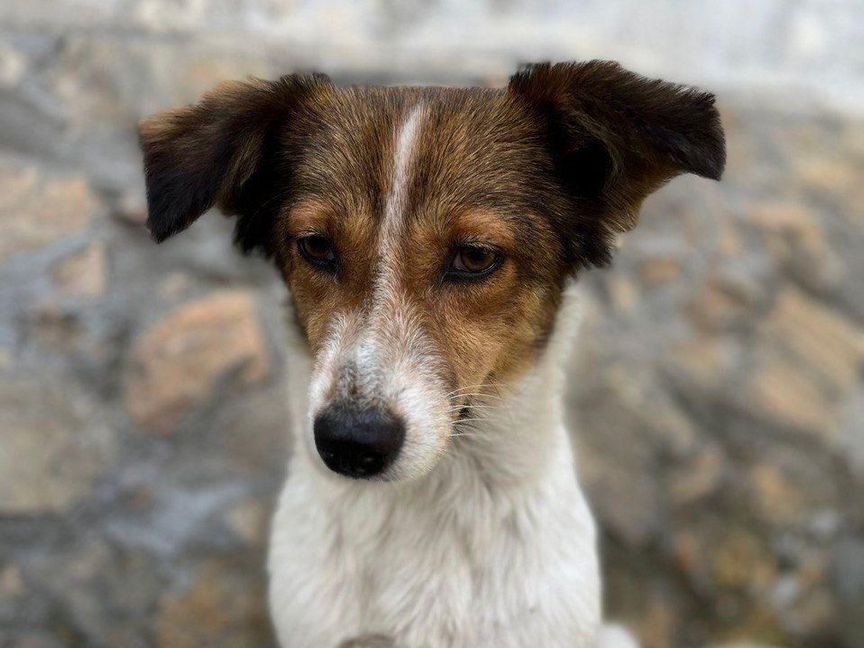 Мелкая собачка метис Джек рассел