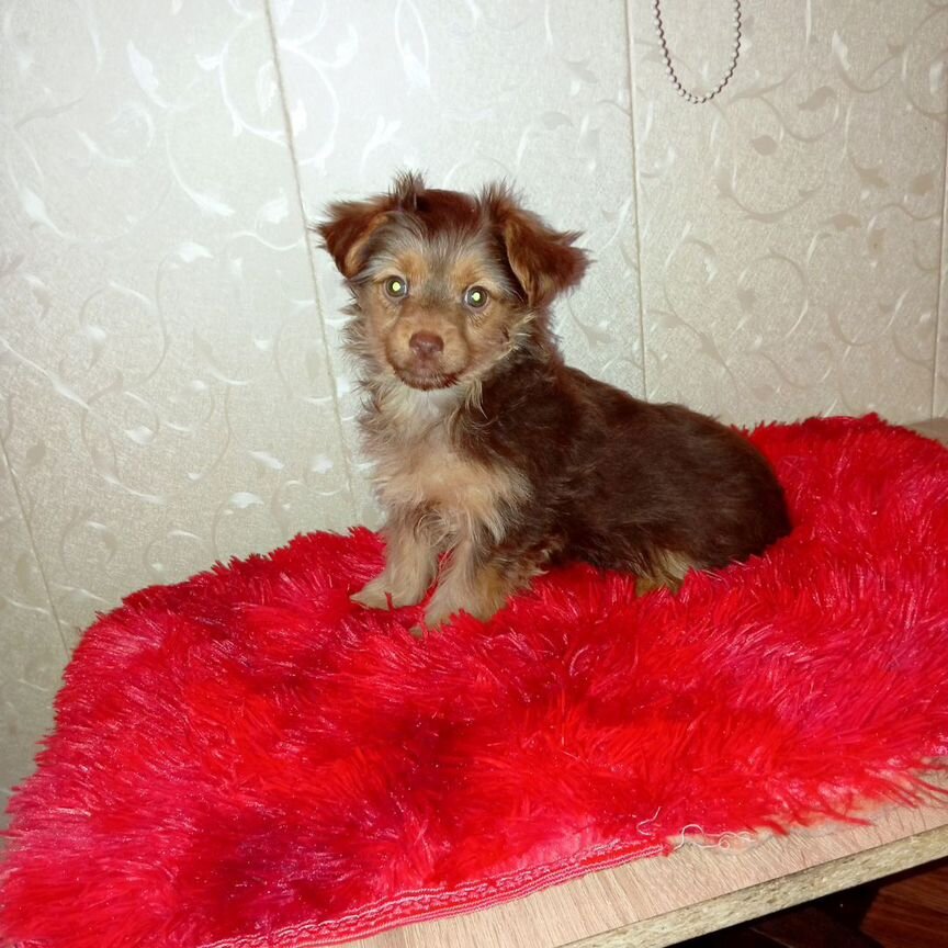 Шоколадный батончик