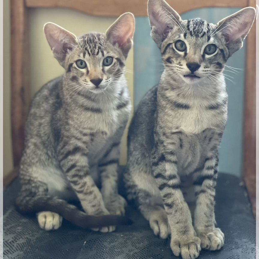 Котик