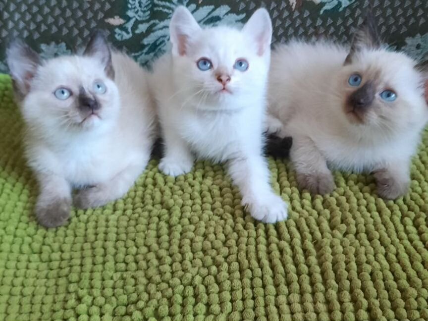 Милые котята