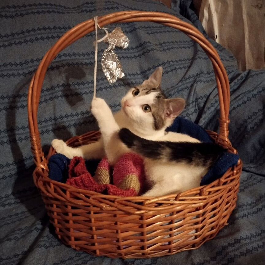 Котёнок в добрые руки