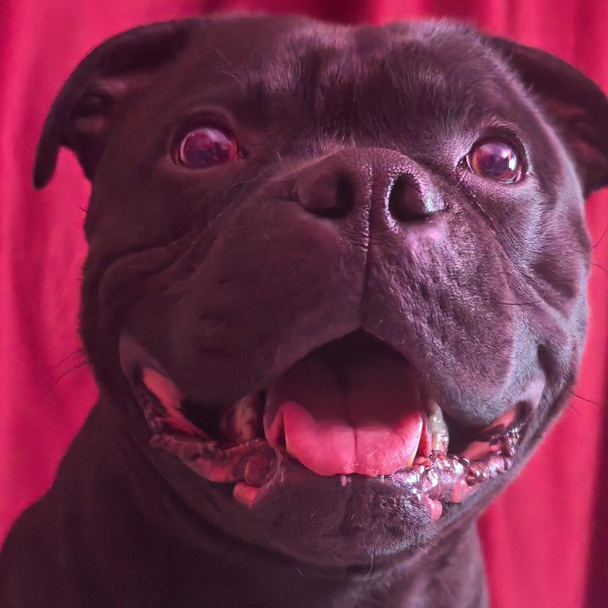 Стаффордширский бультерьер, взрослый пёс