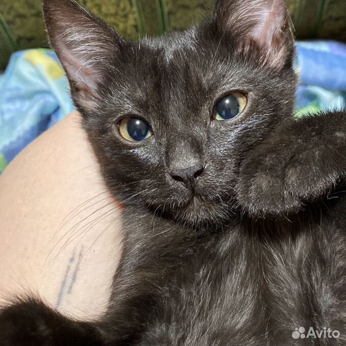 Самый забавный котик