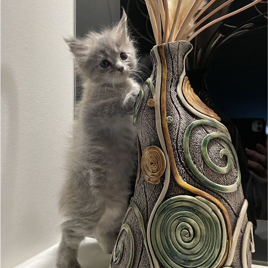 Мейн-кун котёнок