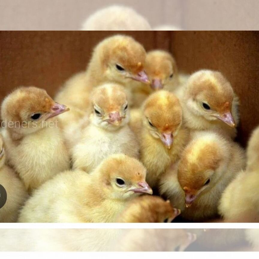 Индюшата хайбрид конвертер