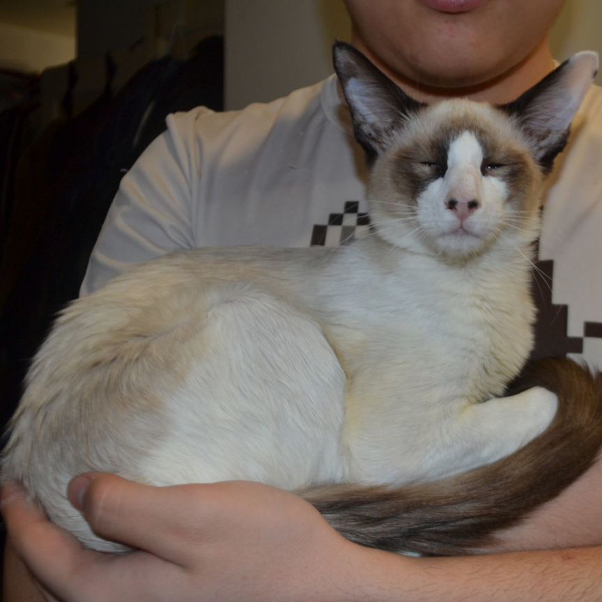 Балинезийский котёнок