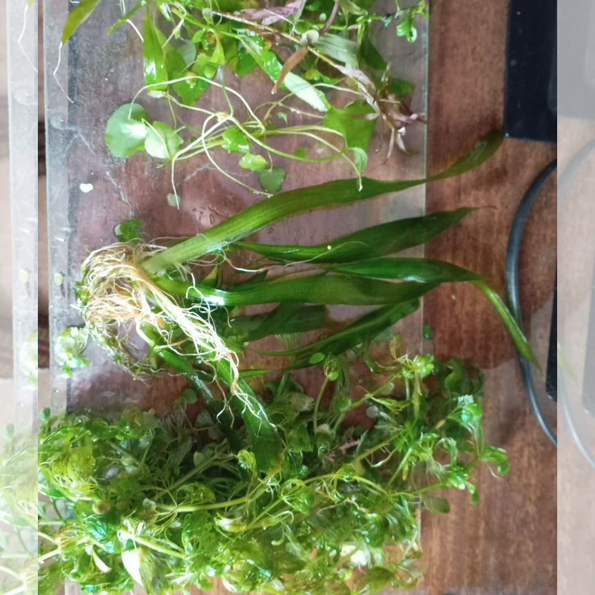 Растение в аквариумное