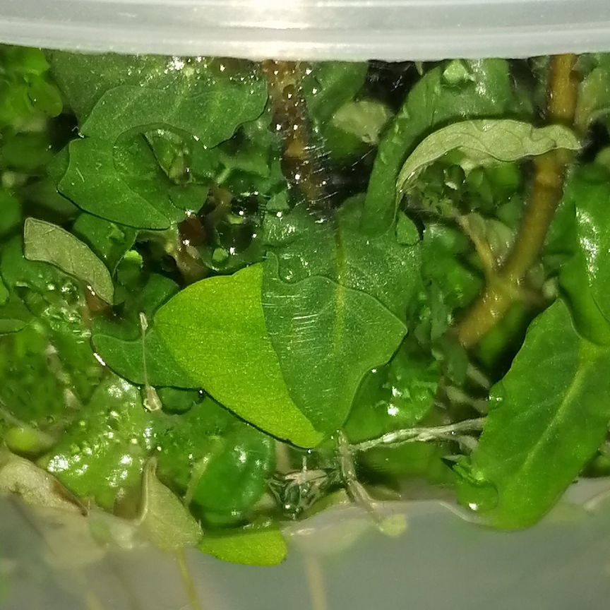 Аквариумное растение