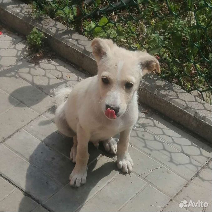 Щенок Дружок 3 месяца