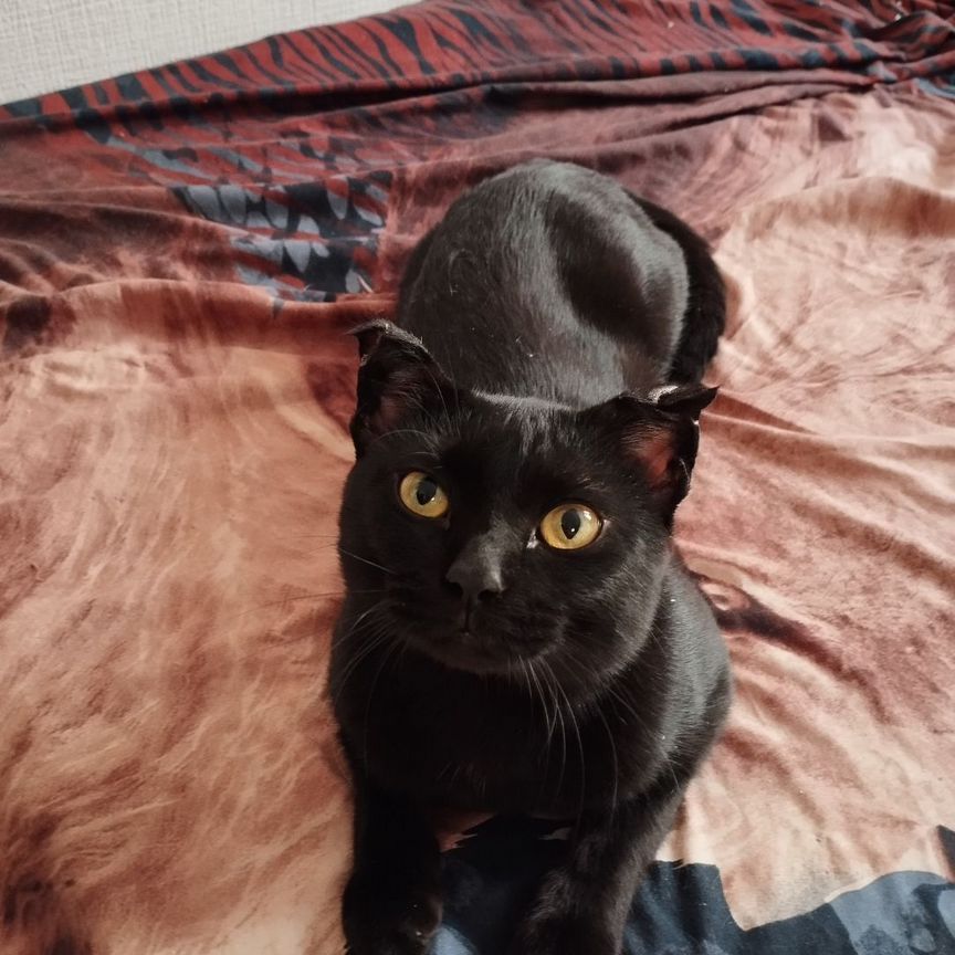 Кот
