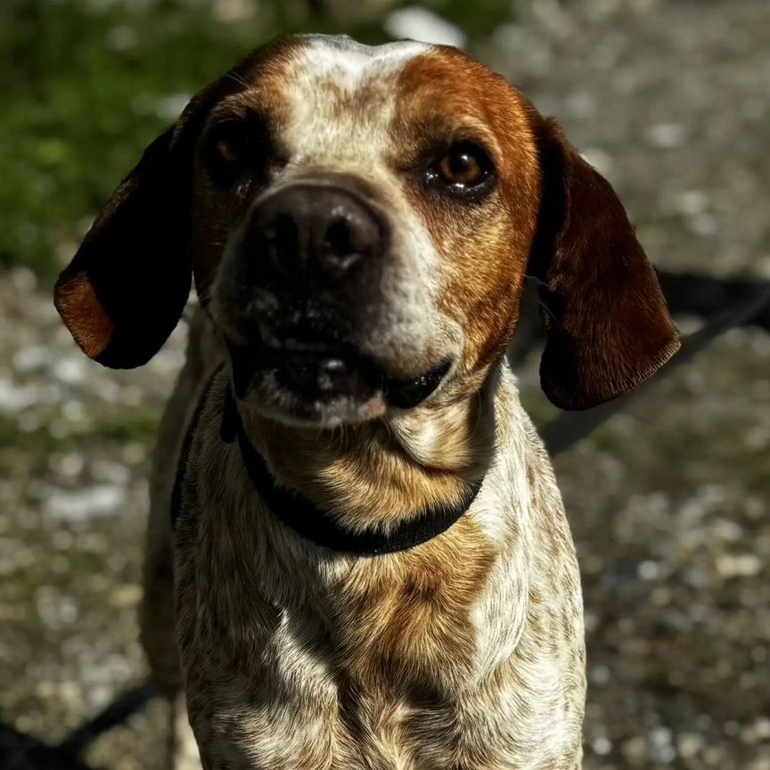 Английский пойнтер, взрослый пёс