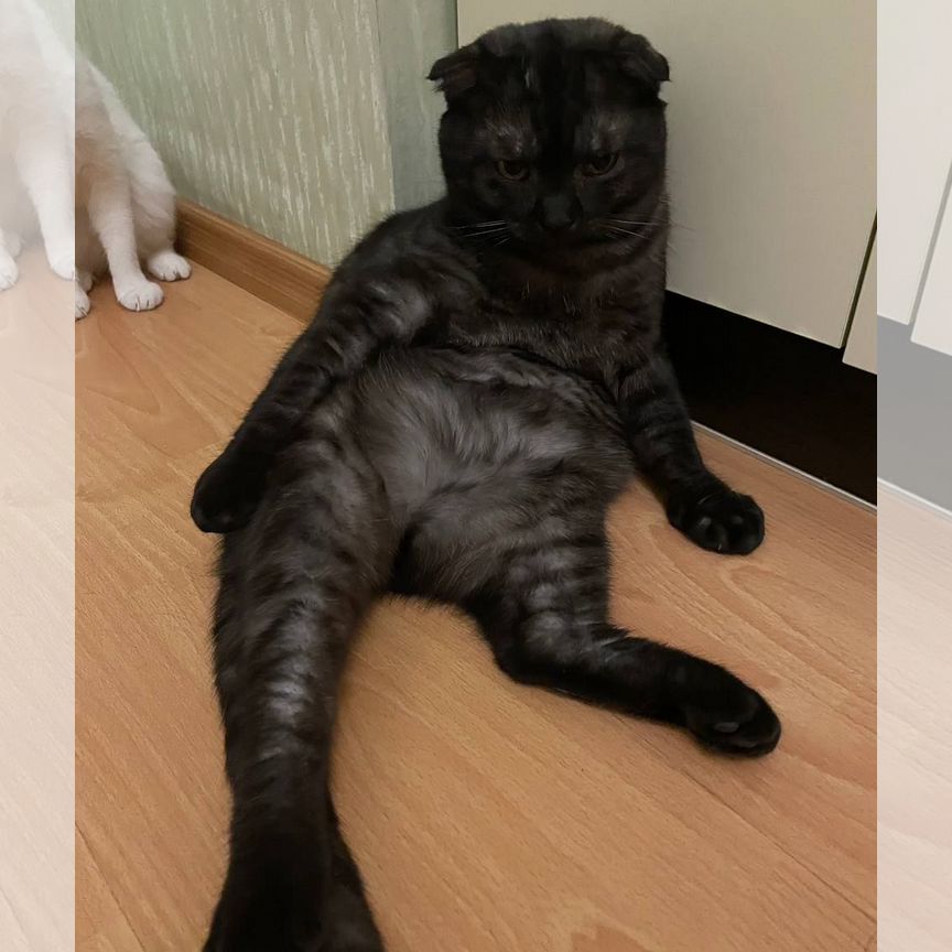 Отдам вислоухого котика