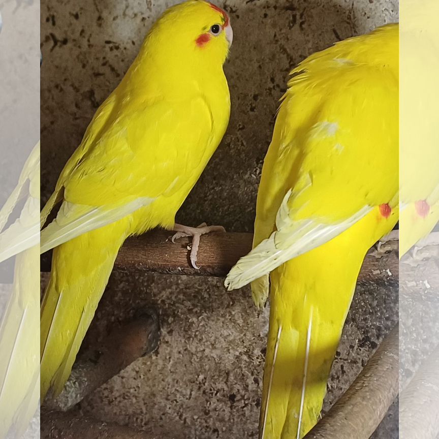 Попугай какарик