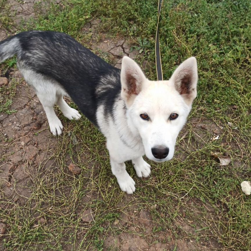 Щенок в добрые руки бесплатно