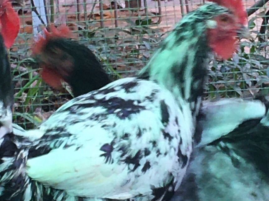 Петухи породы австролорп