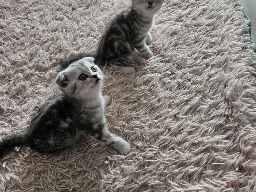Британские котята