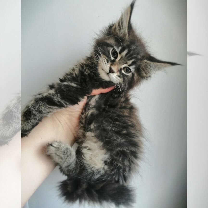 Котенок кошечка Мейн-кун