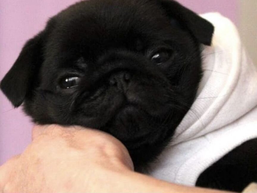 Щенки мопса