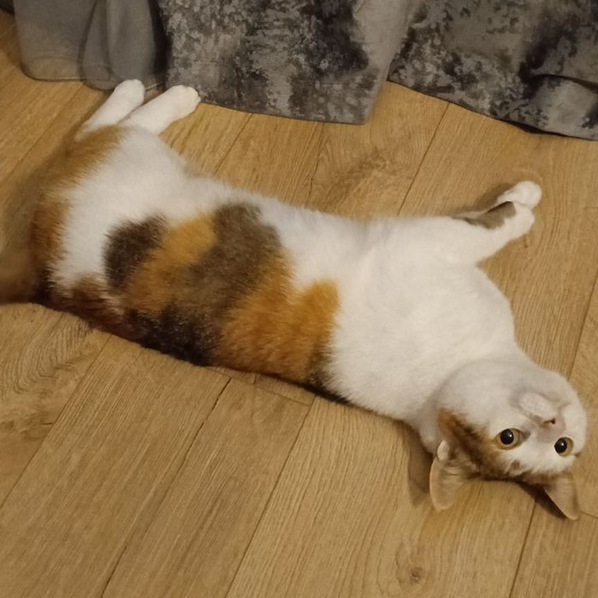 Котята в добрые руки бесплатно девочка