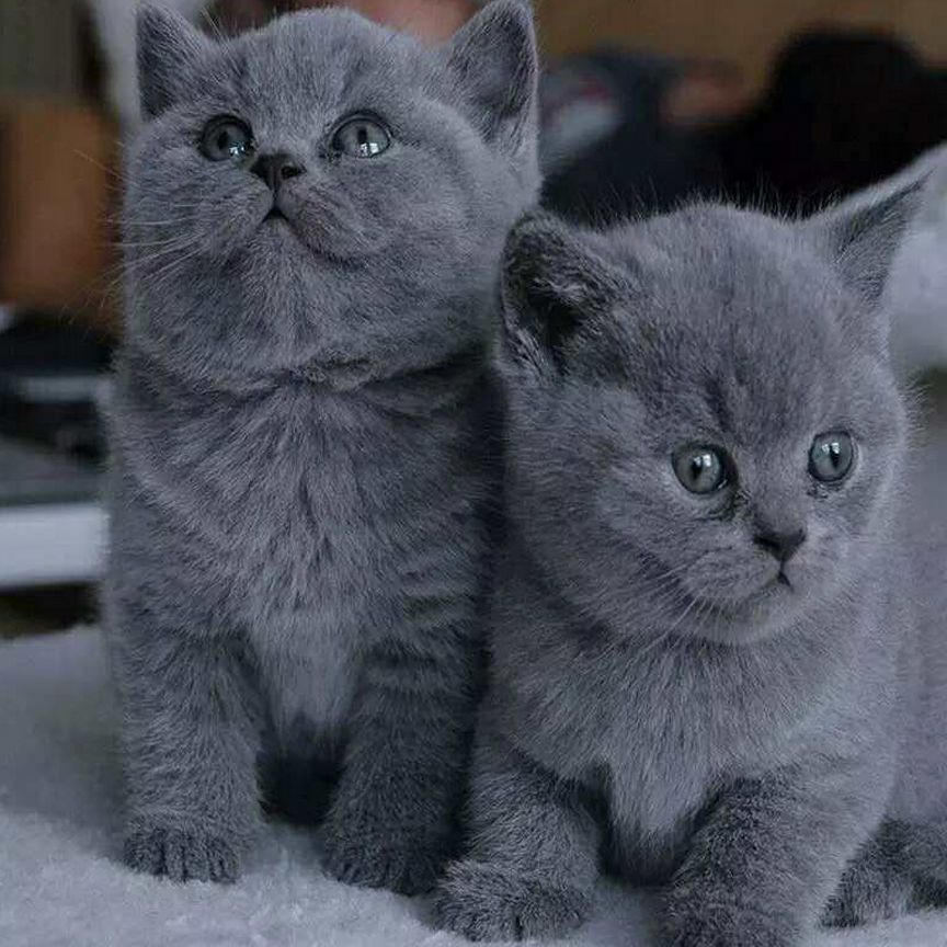 Британский короткошёрстный котёнок