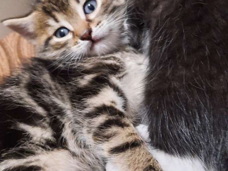 Прекрасные котята