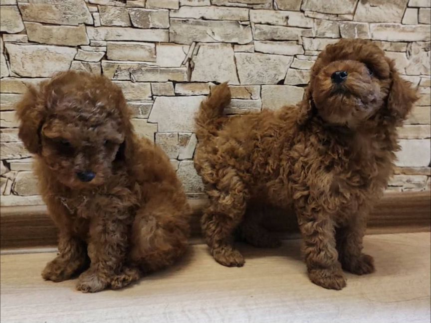 Щенки той пуделя (Red Brown)