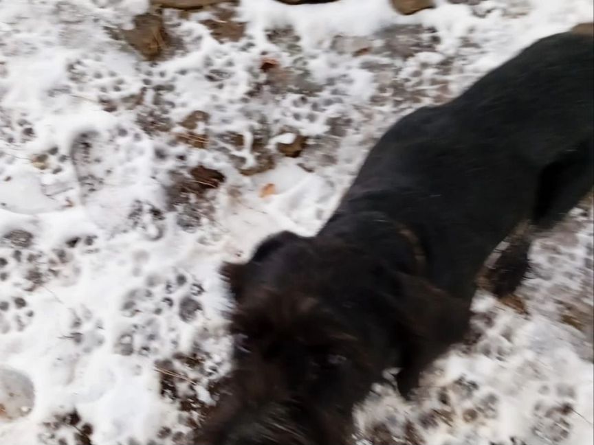 Отдам дратхаар