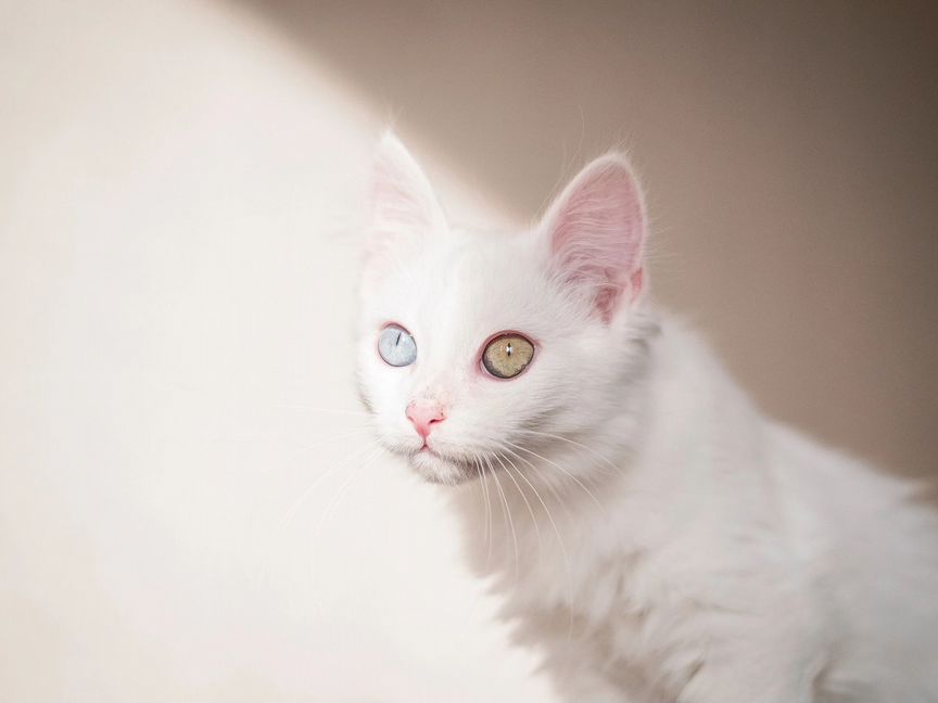 Разноглызый котик ответственным людям