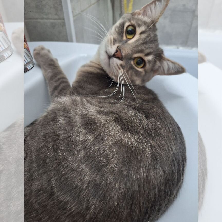 Взрослый кот в добрые руки