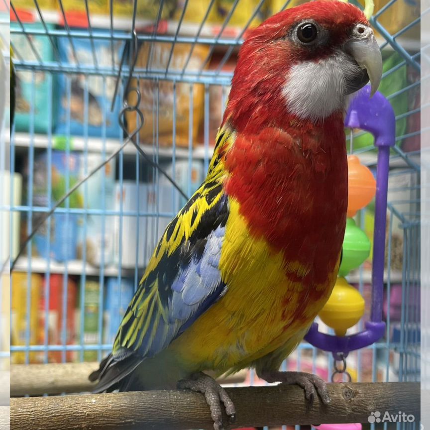 Попугай розелла красный и пестрый