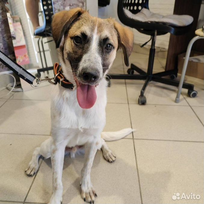 Щенок Гаврюша в добрые руки