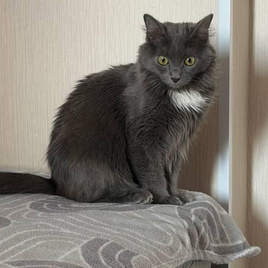 Взрослая, кошка в добрые руки