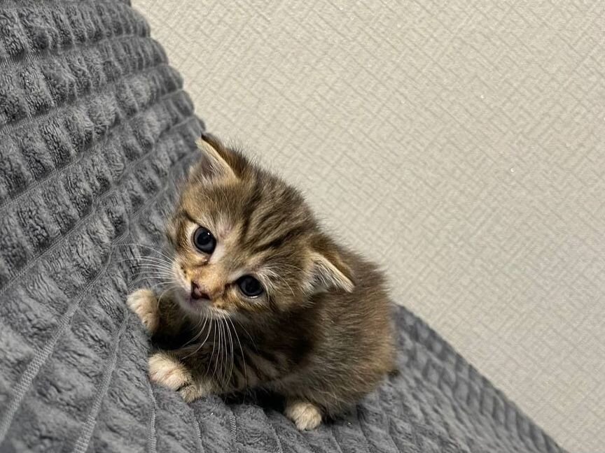 Шотландские котята