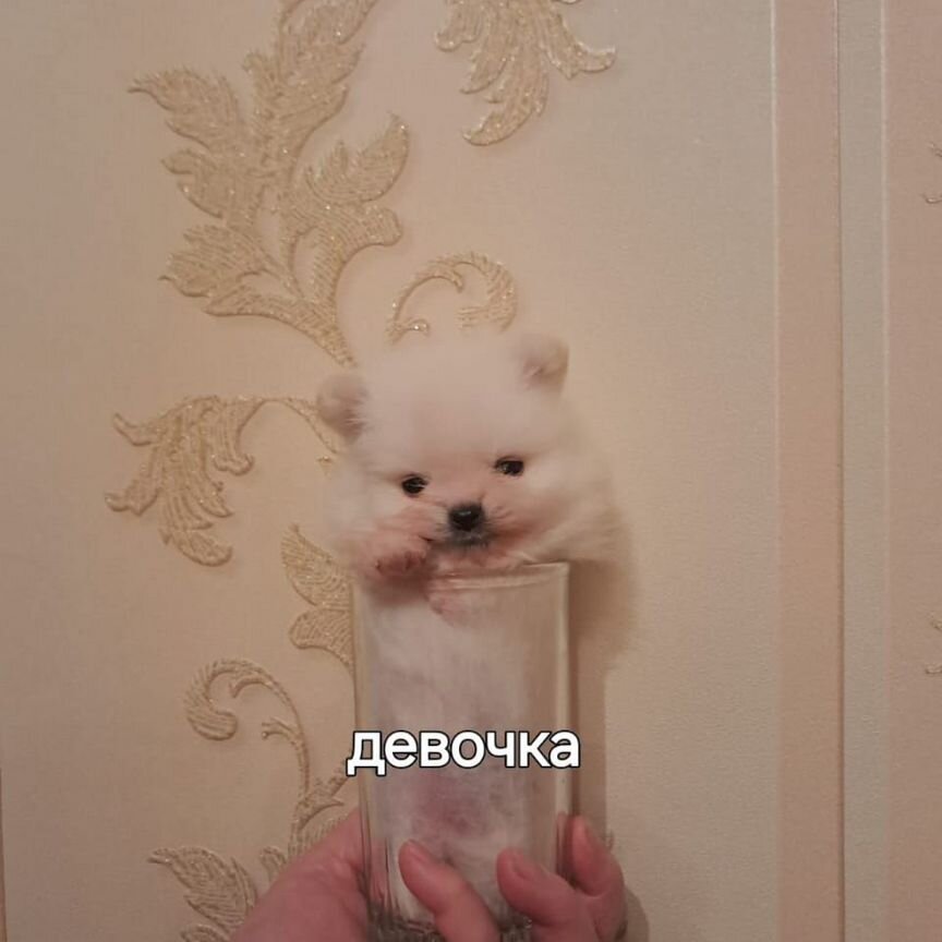 Щенки шпица мини