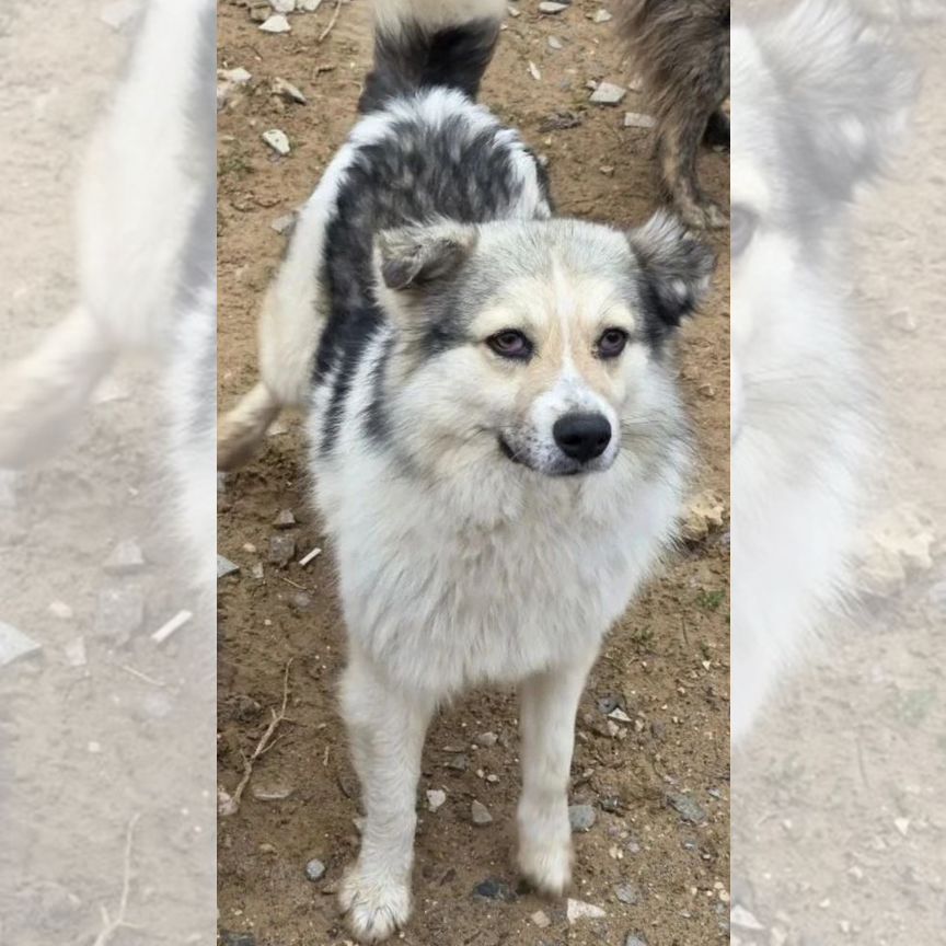 Взрослый пёс в добрые руки