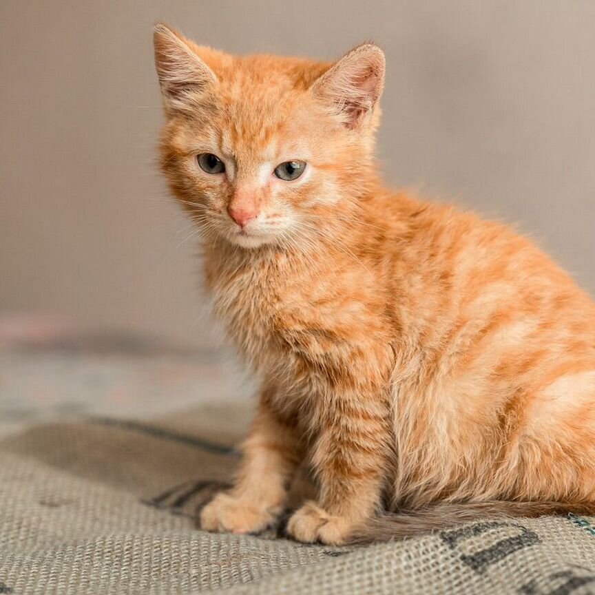 Чудесные котята для хороших людей