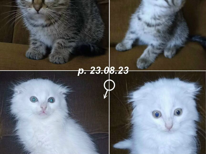 Котята ищут дом