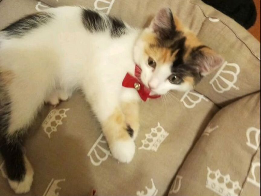 Кошка