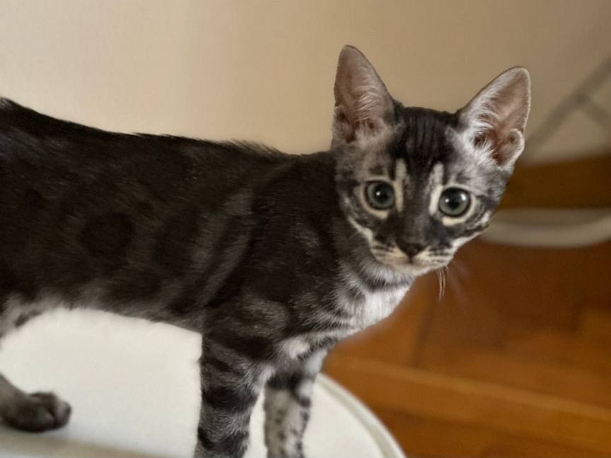 Бенгальские котята