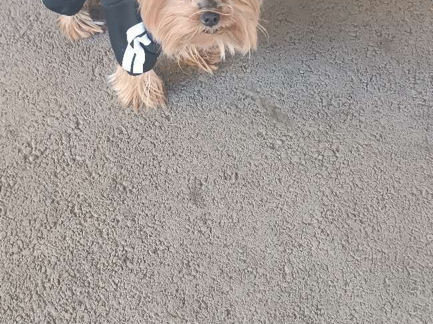 Вязка с еркшерским терьером