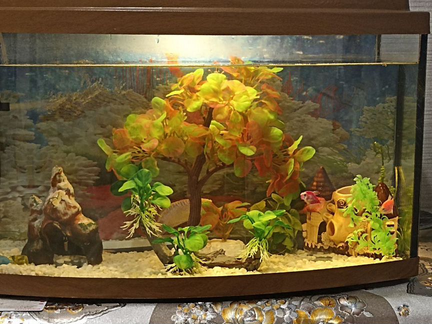 Продам аквариум, с рыбками и со всеми аксессуарами